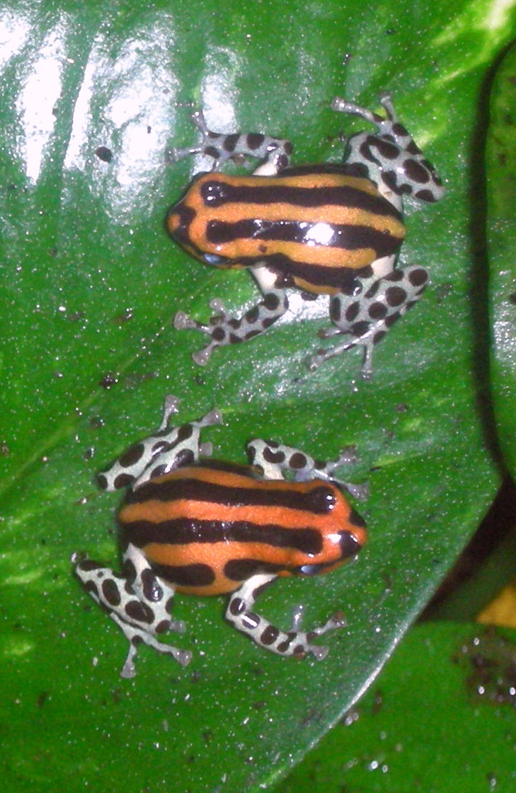 Ranitomeya species - ranitomeyafrog