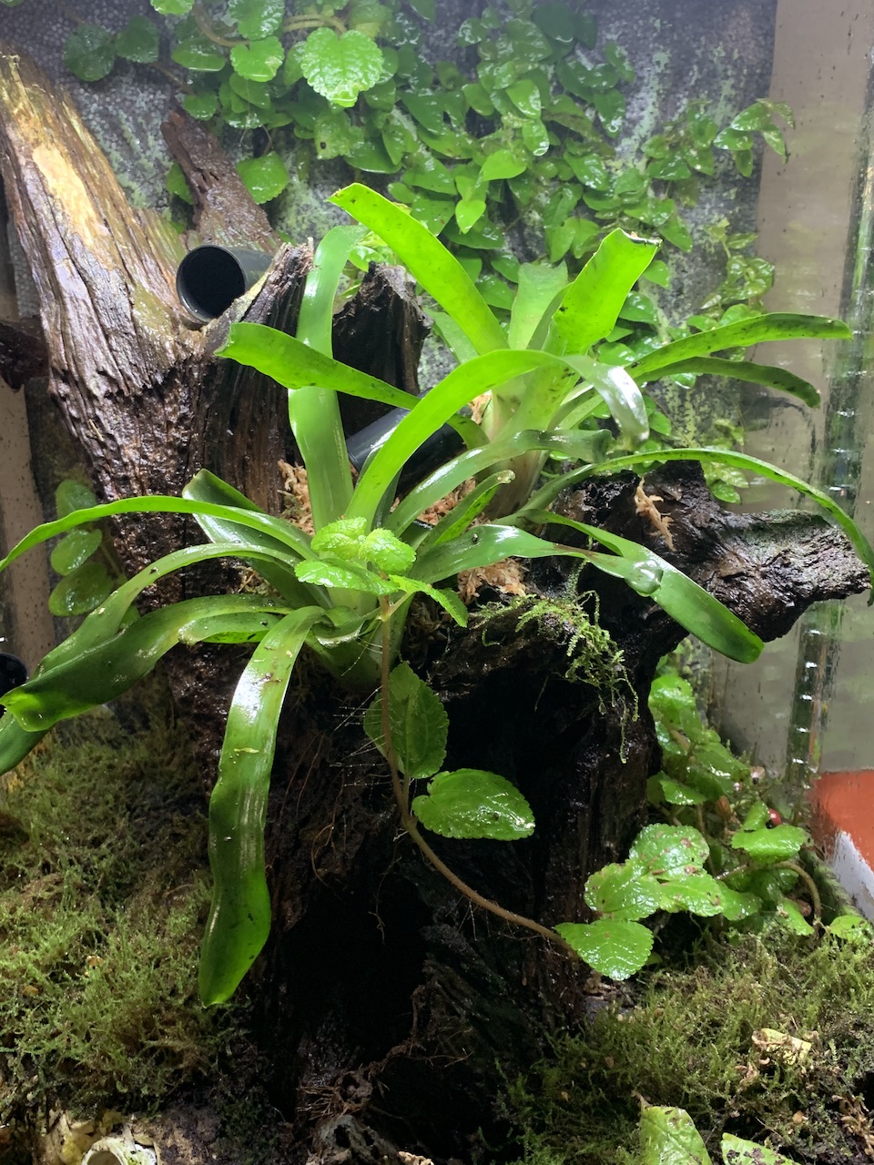 Vivarium setup - ranitomeyafrog